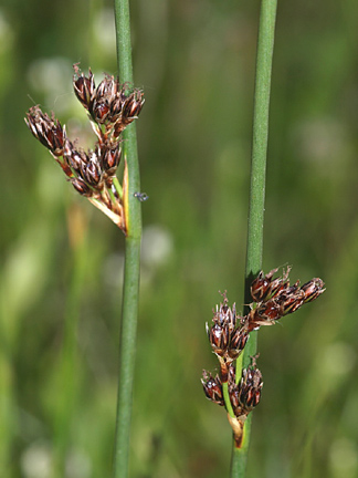 Juncus balticus